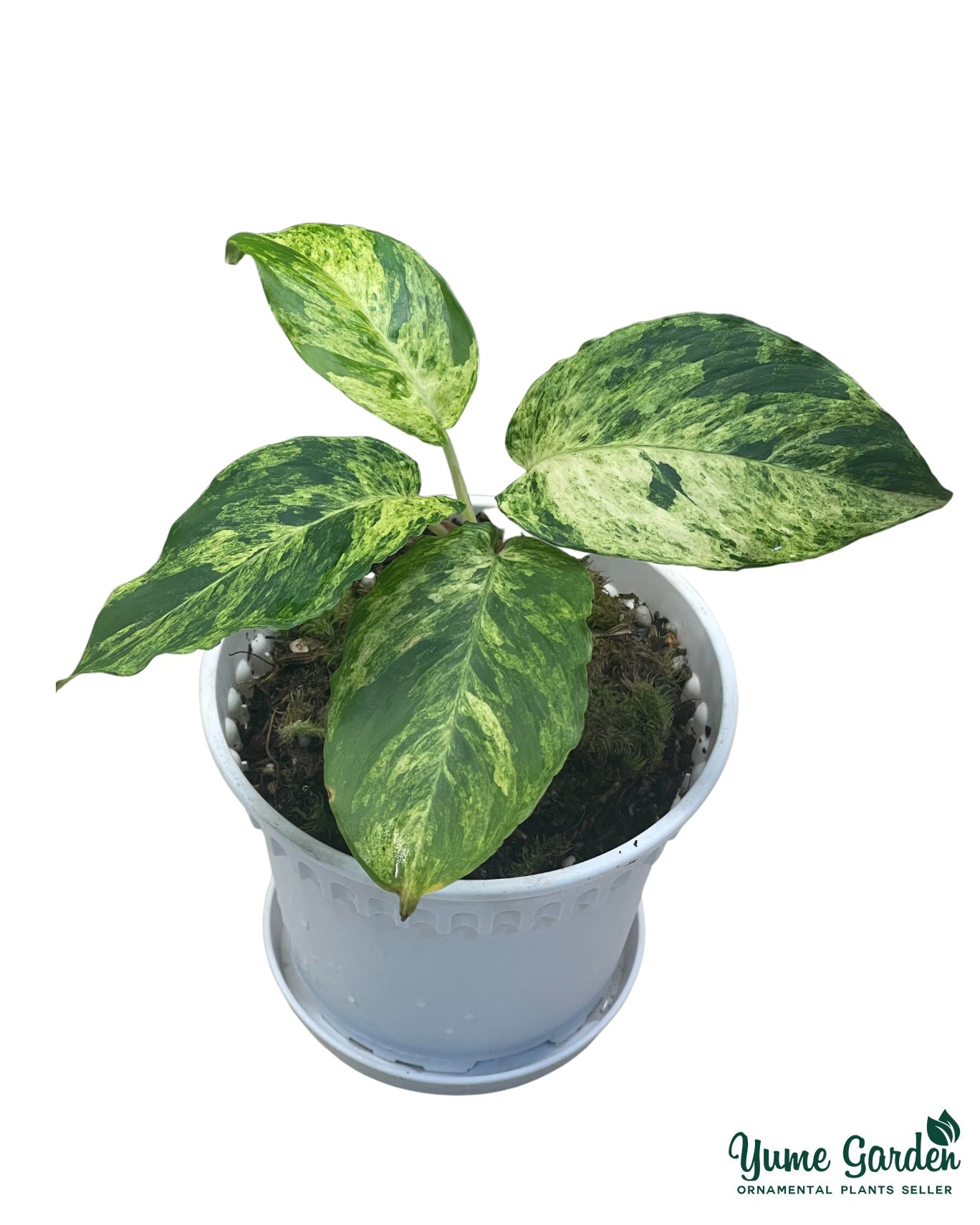 Discover Homalomena Plants: Shop Unique Varieties Online – Yume Gardens ...