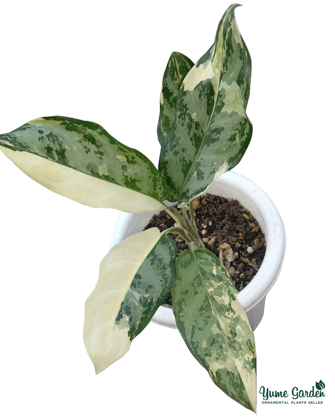 Aglaonema Siam Jade Variegated – Yume Gardens Indonesia