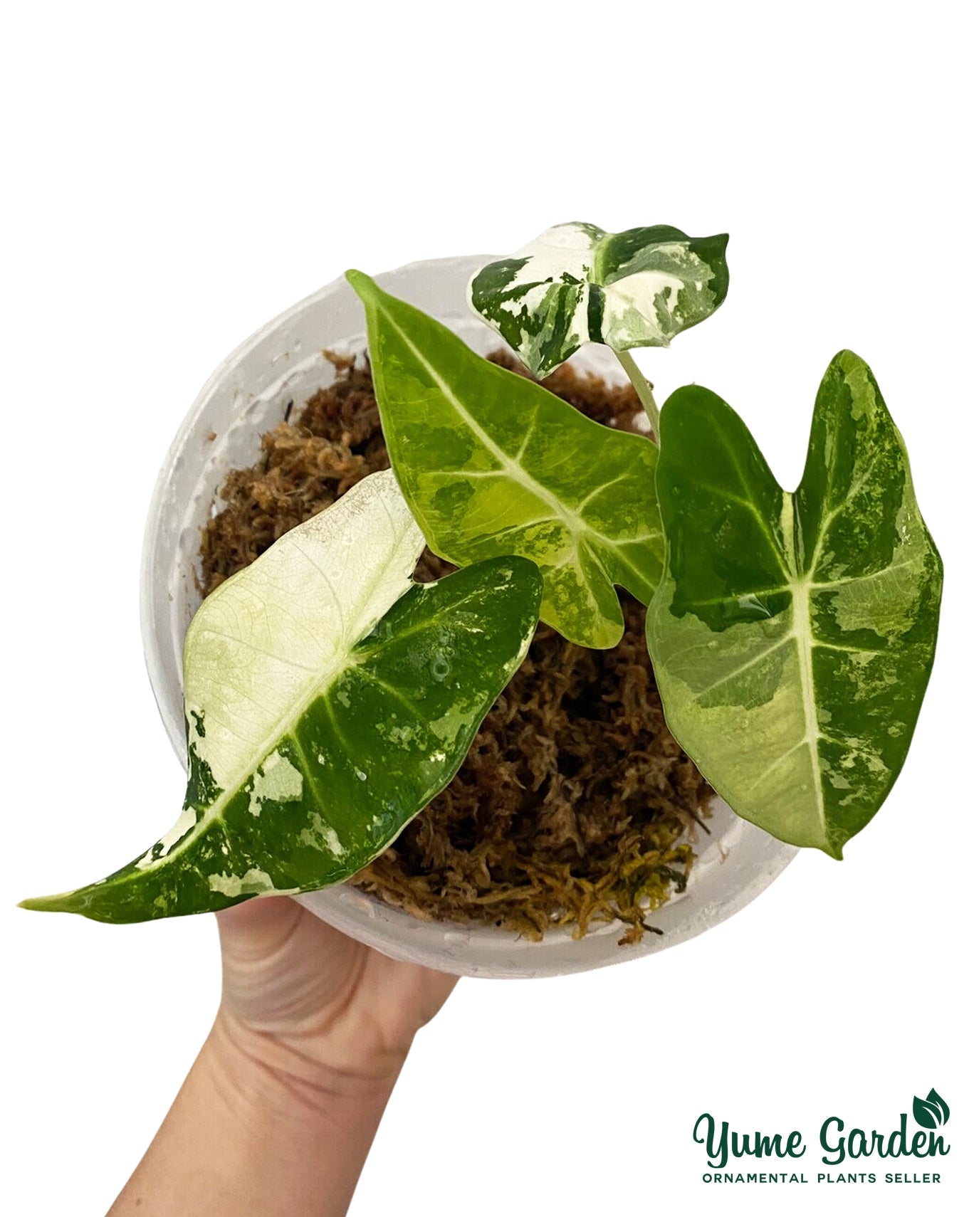 Alocasia Frydek Bicolor Variegated – Yume Gardens Indonesia