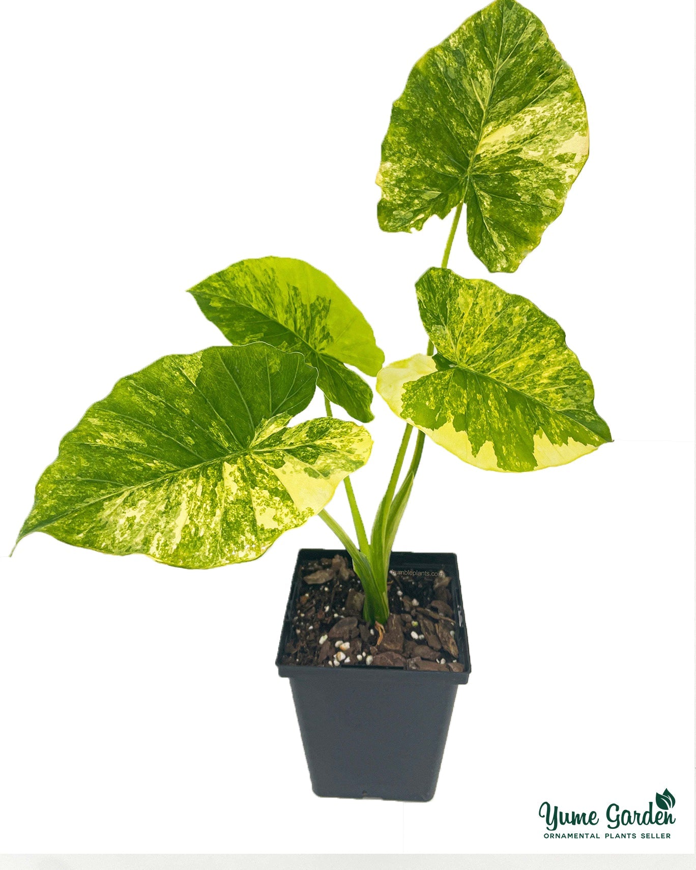 Alocasia Gageana Aurea Variegated - Mature Size – Yume Gardens Indonesia