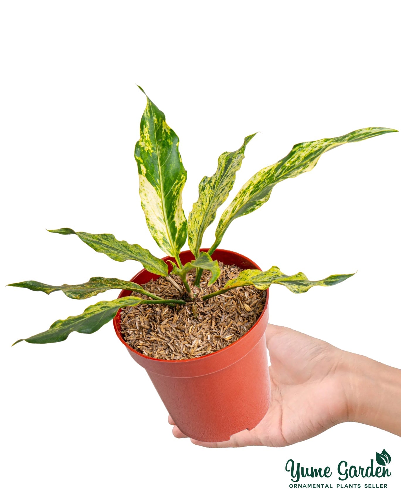 Anthurium Plowmanii Variegated Ruffles – Yume Gardens Indonesia