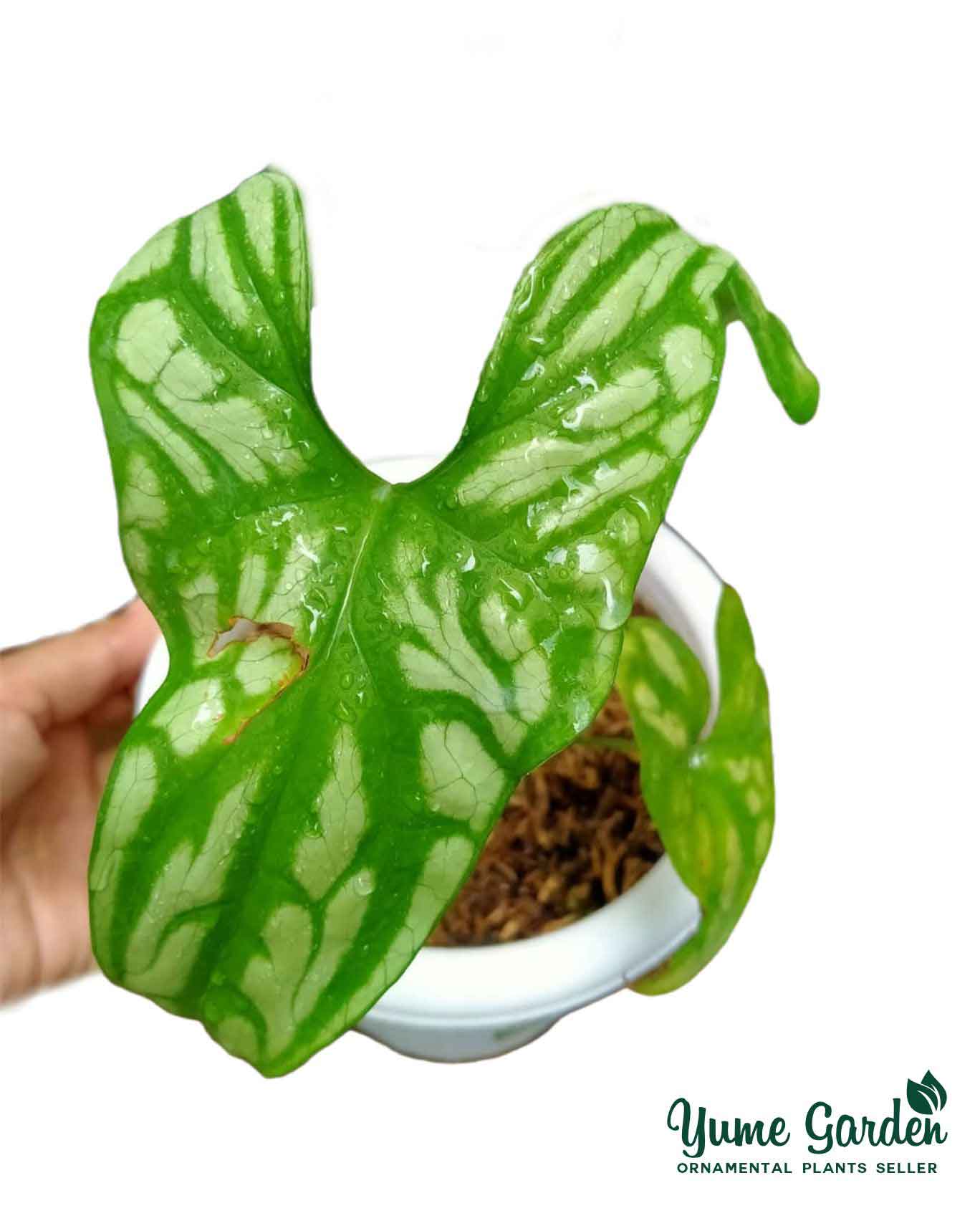 Cercestis Mirabilis – Yume Gardens Indonesia