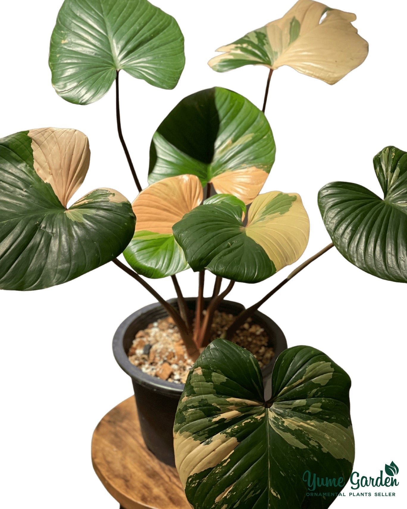 Homalomena Rubescens Variegated Pink – Yume Gardens Indonesia