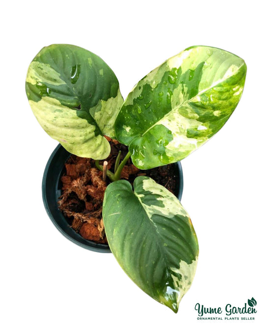 Discover Homalomena Plants: Shop Unique Varieties Online – Yume Gardens ...