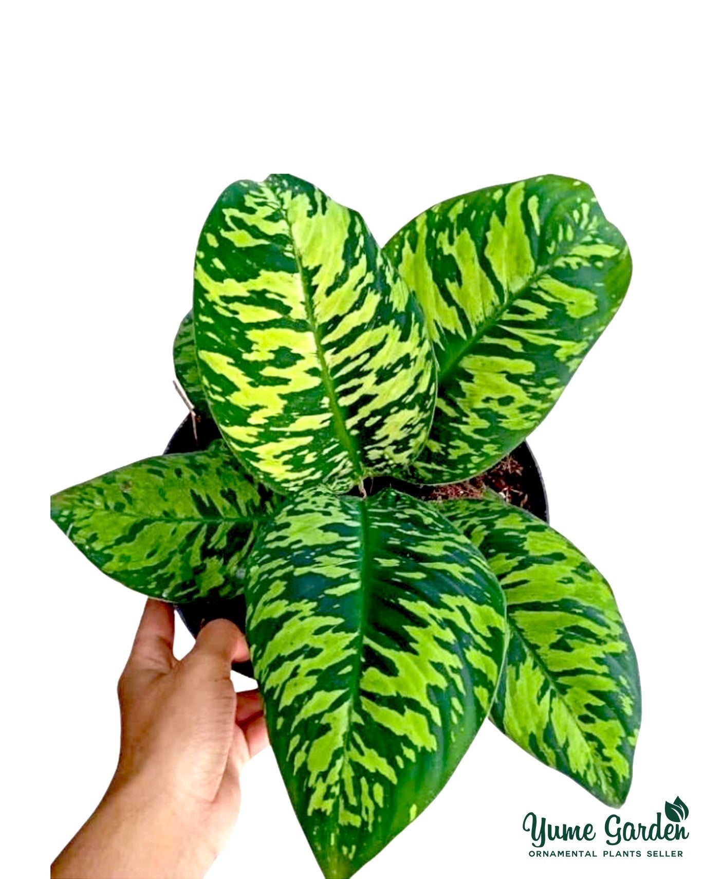 Discover Homalomena Plants: Shop Unique Varieties Online – Yume Gardens ...