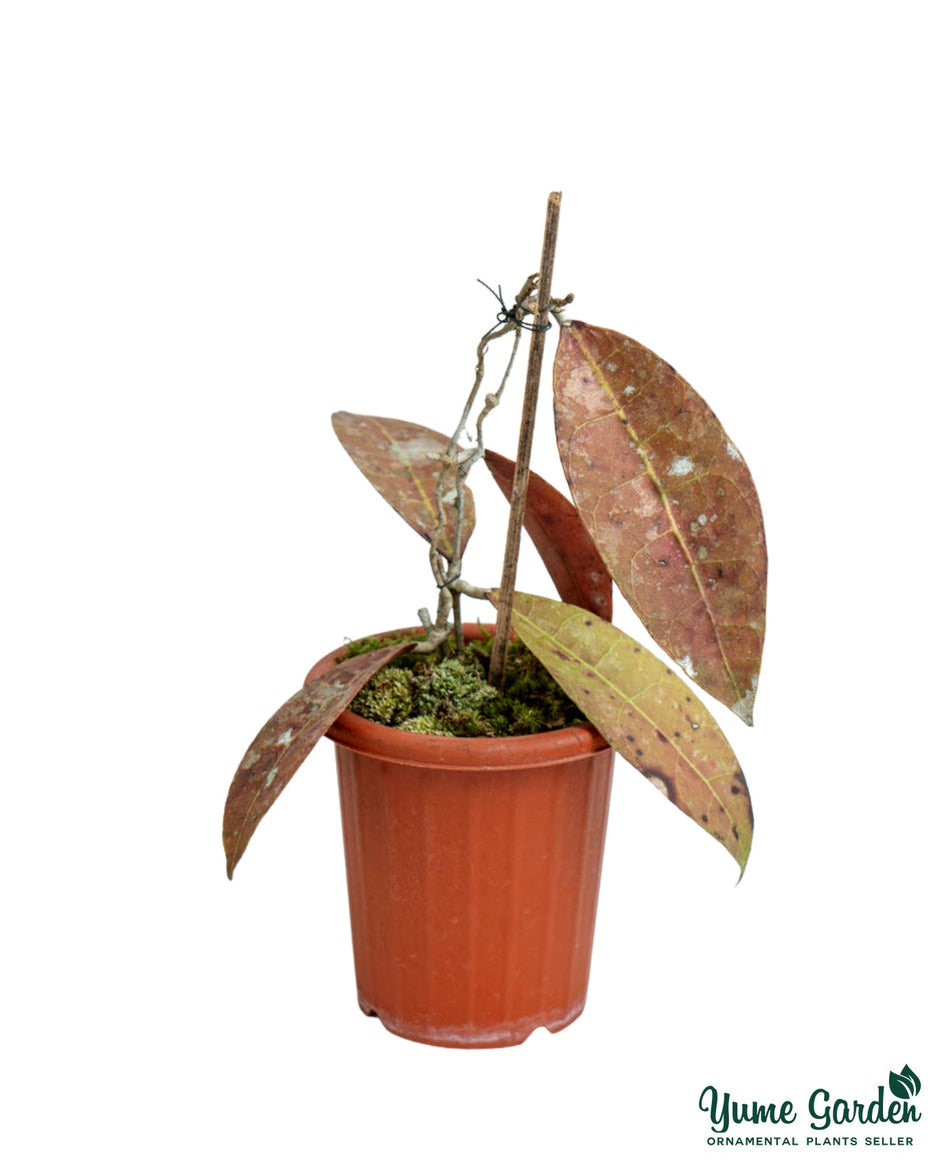 Shop Hoya Plants: Explore Exquisite Varieties for Your Indoor Oasis ...
