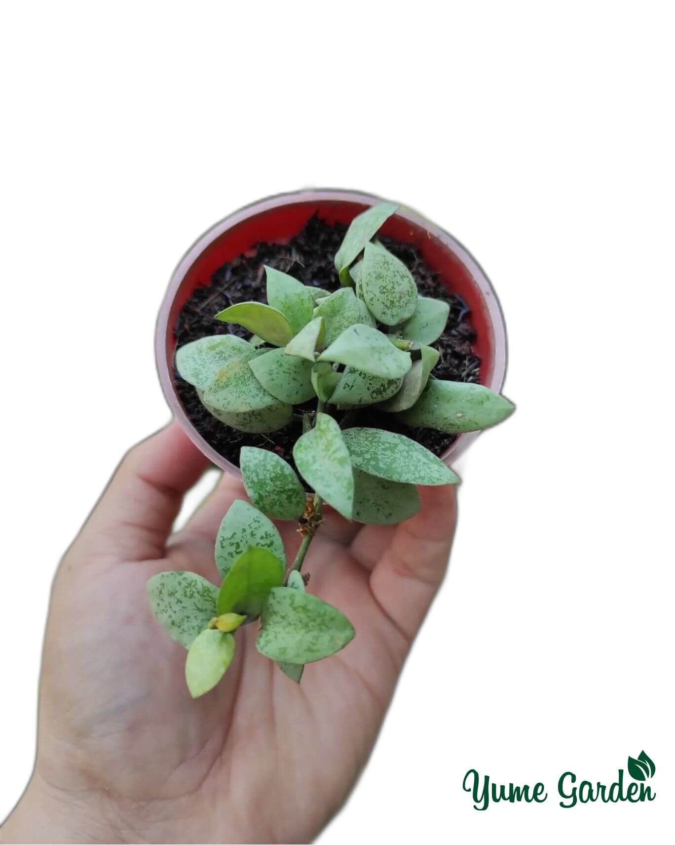 Hoya Lacunosa Silver – Yume Gardens Indonesia