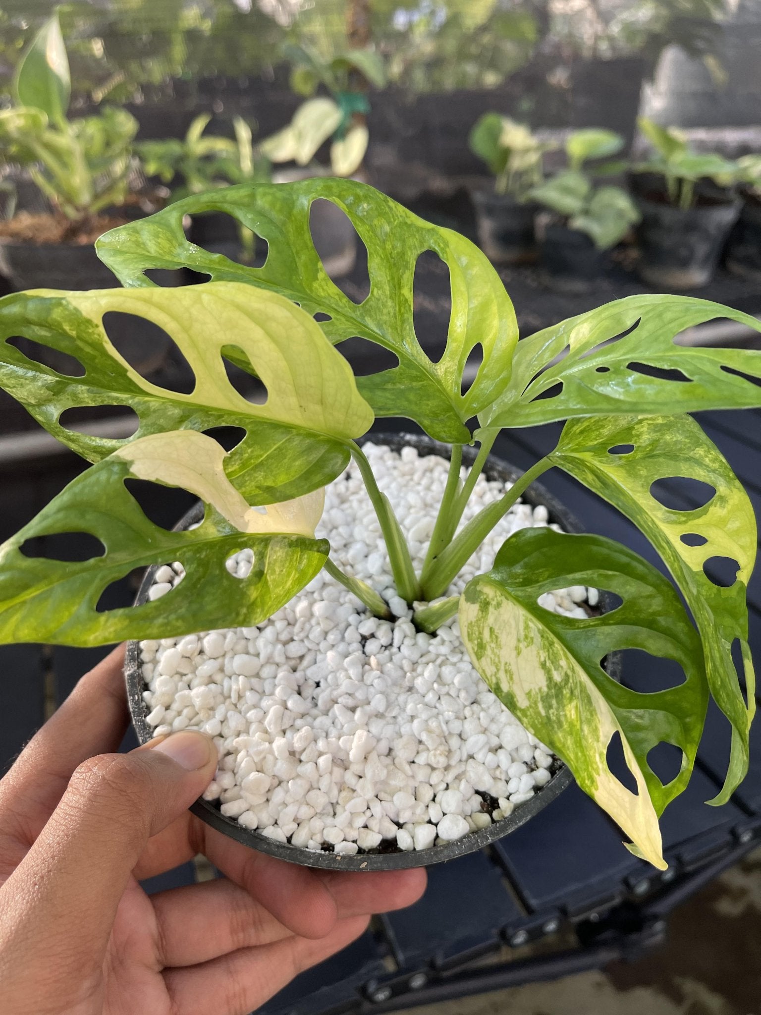 Monstera Adansonii Aurea Variagated Japan – Yume Gardens Indonesia