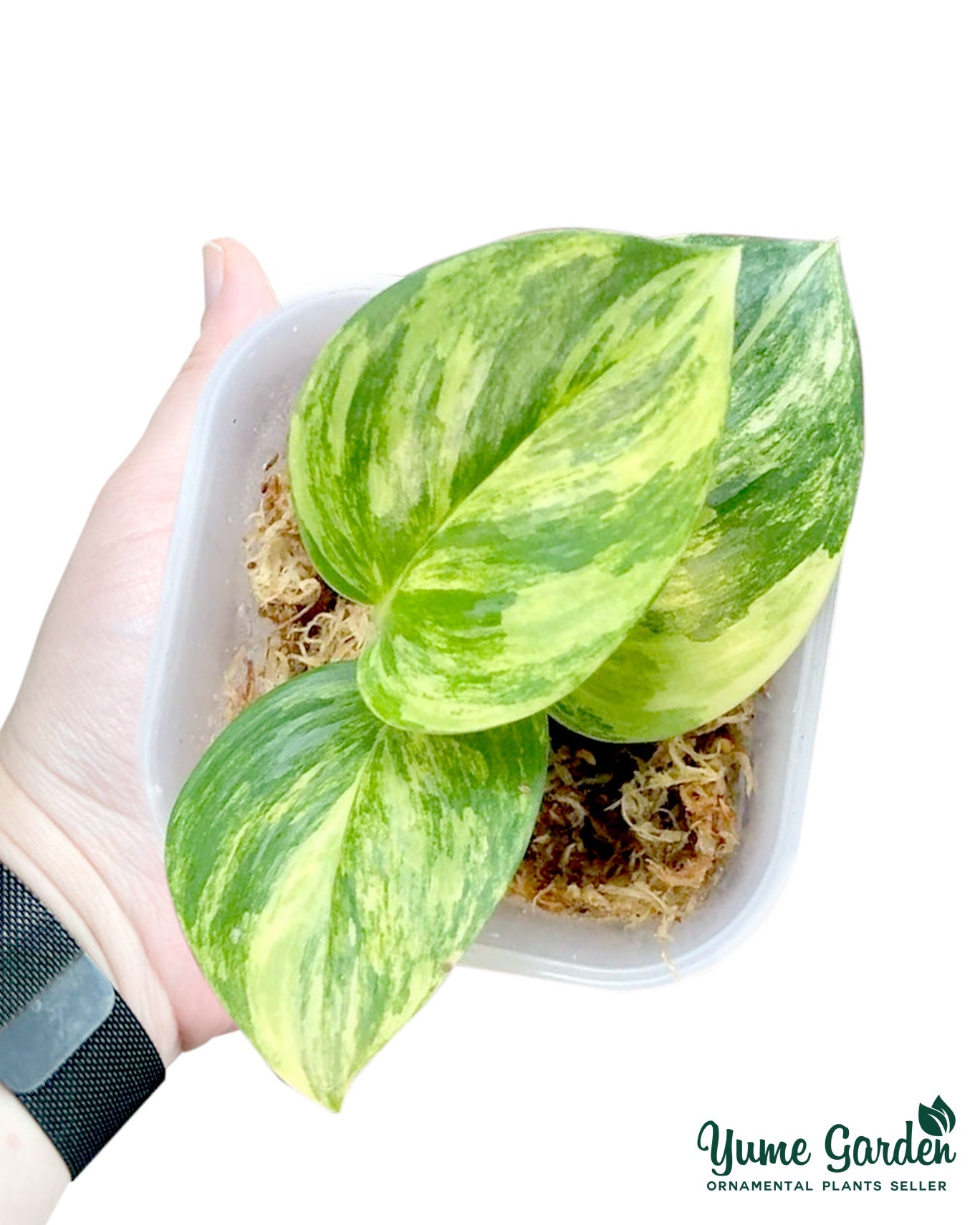 Scindapsus Moonlight Aurea Marble Variegated – Yume Gardens Indonesia