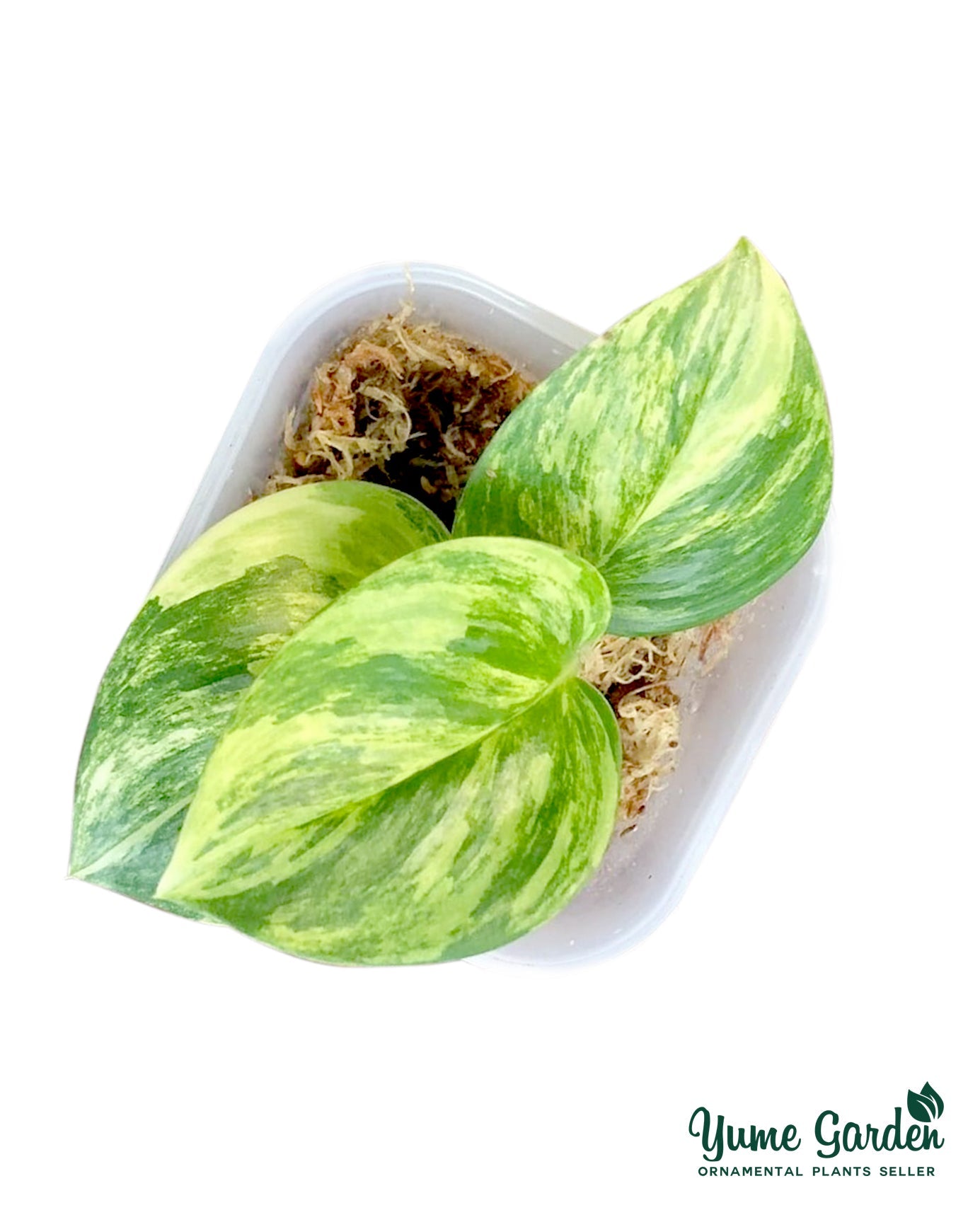 Scindapsus Moonlight Aurea Marble Variegated – Yume Gardens Indonesia