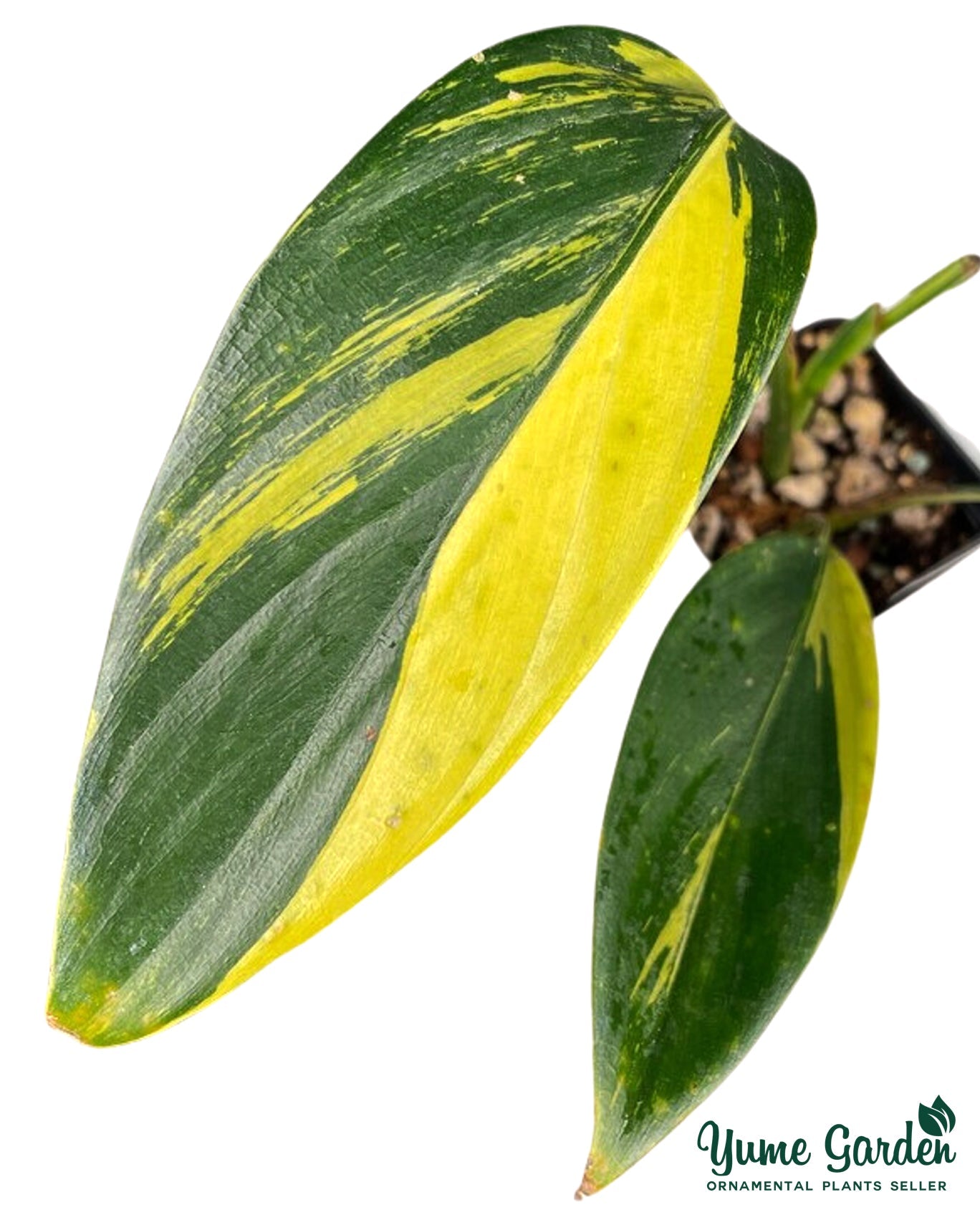 Scindapsus Rupestris Aurea Variegated – Yume Gardens Indonesia