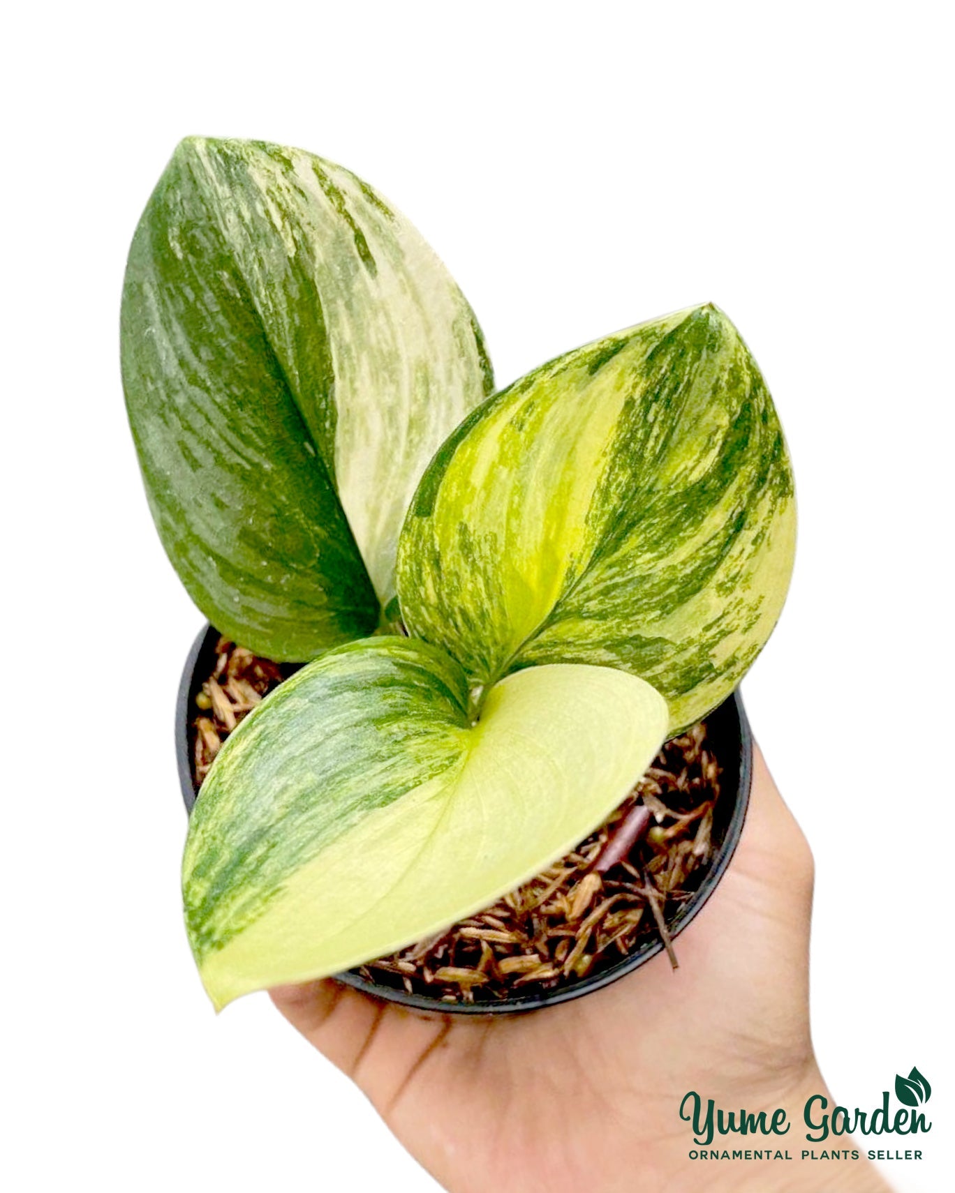 Scindapsus Treubii Moonlight Aurea Variegated - Rubicon – Yume Gardens ...