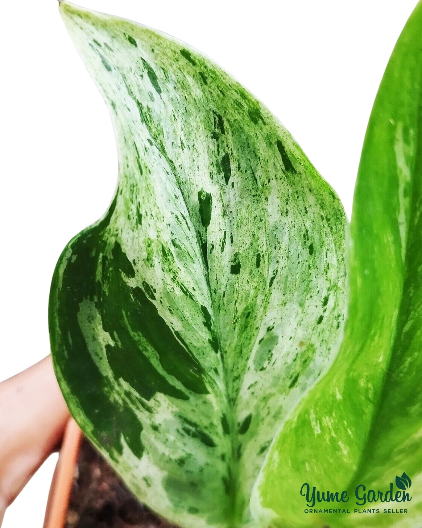 Scindapsus Treubii Moonlight Marble Variegated – Yume Gardens Indonesia