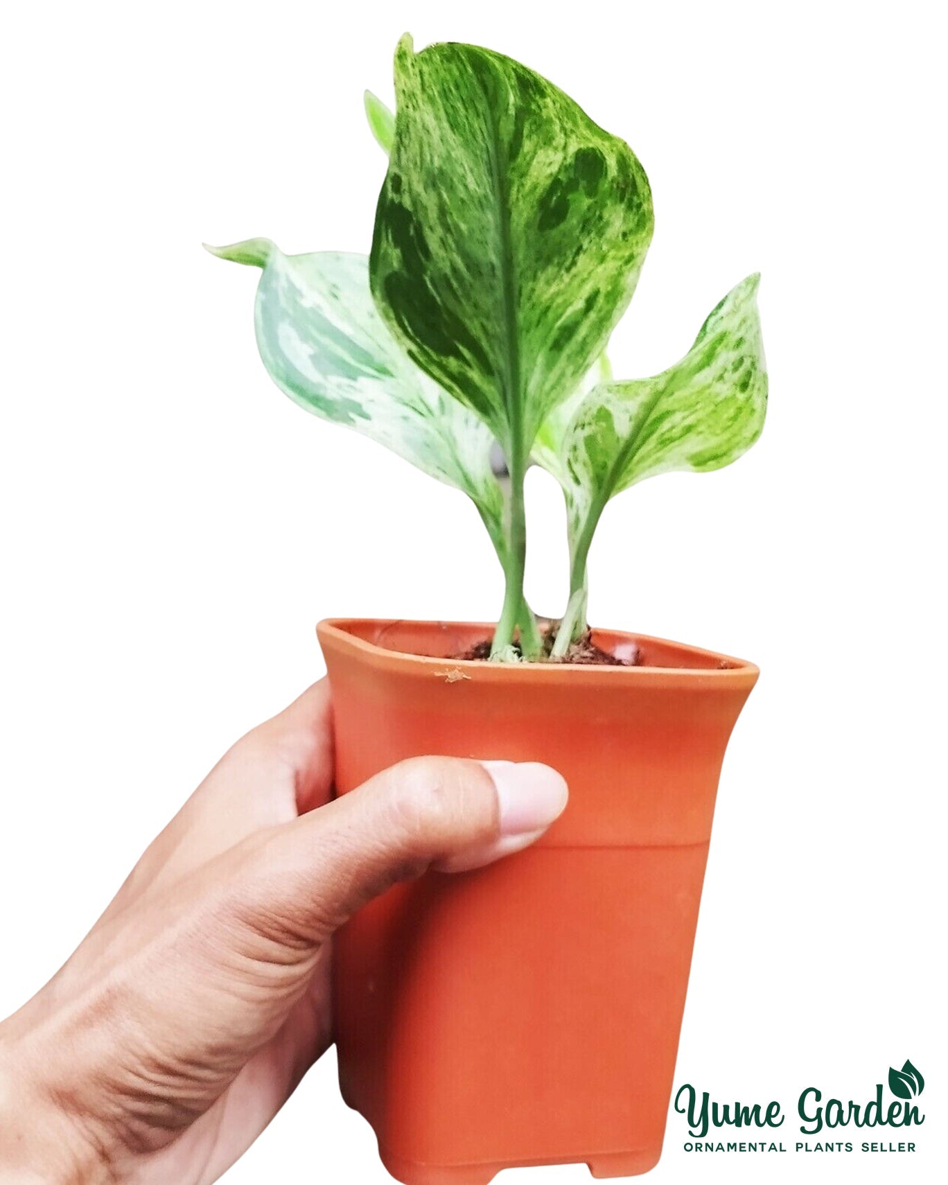 Scindapsus Treubii Moonlight Marble Variegated – Yume Gardens Indonesia