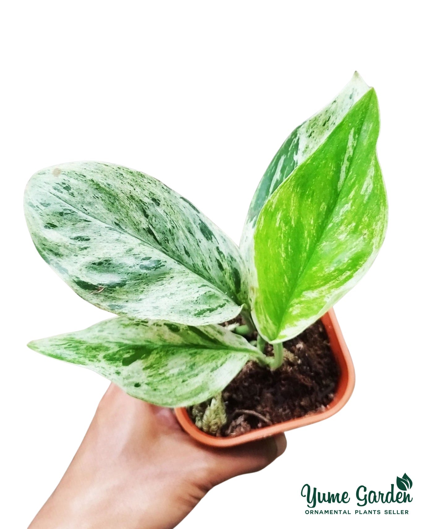 Scindapsus Treubii Moonlight Marble Variegated – Yume Gardens Indonesia