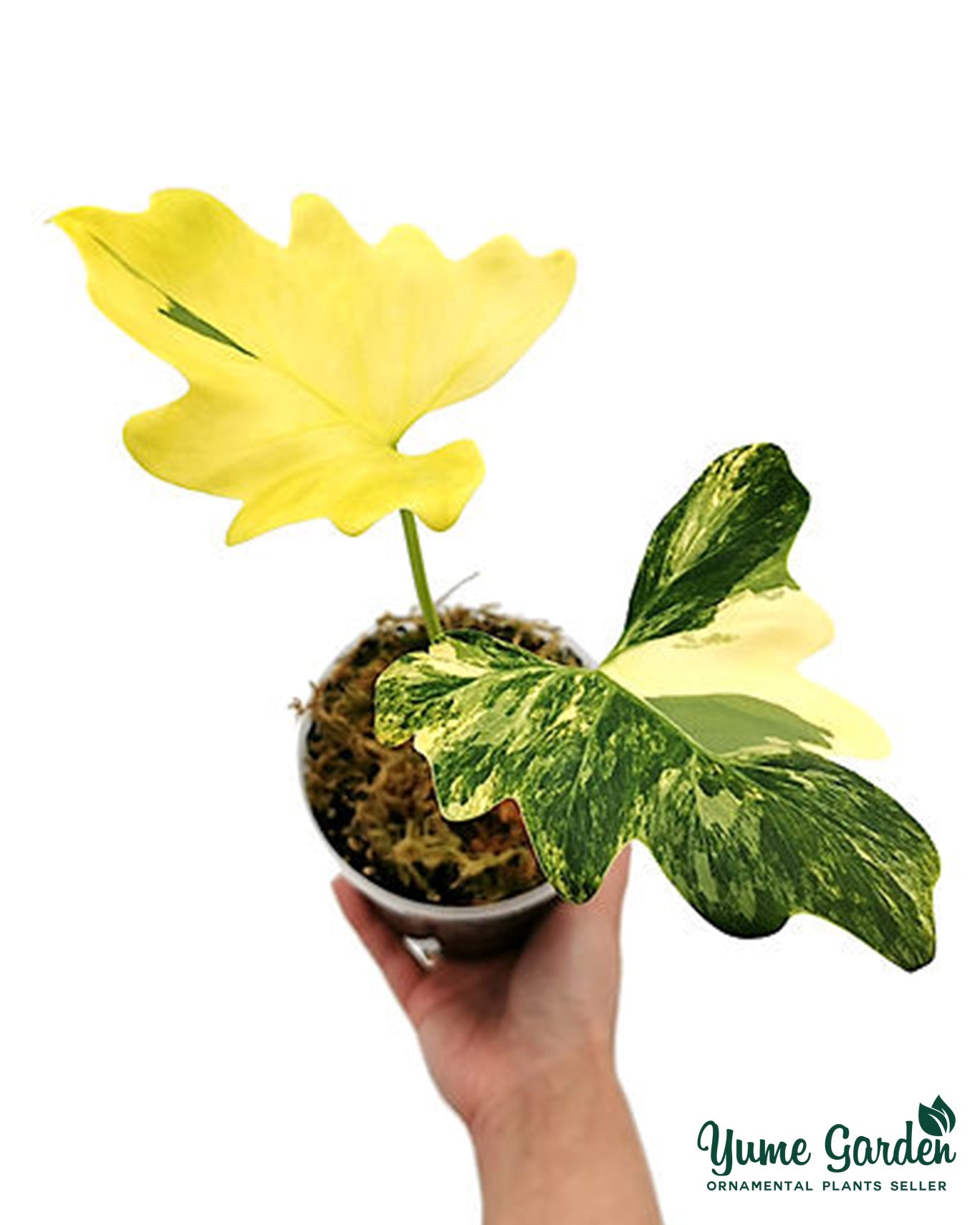 Thaumatophyllum Java Beauty – Yume Gardens Indonesia